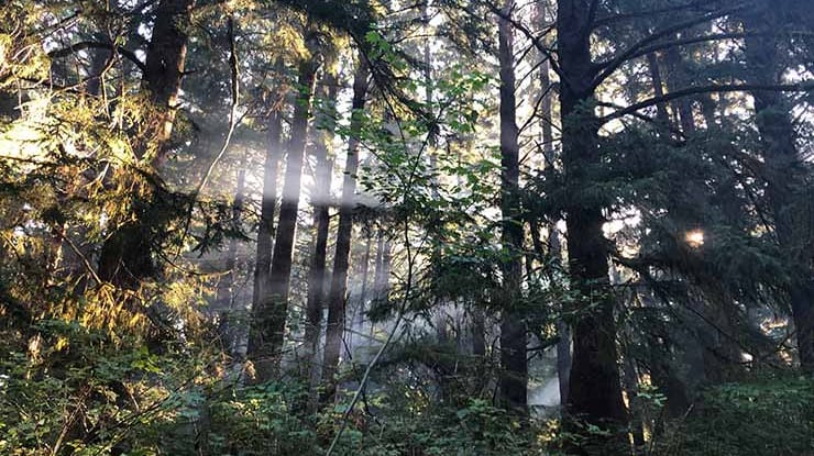 Forks, Washington: onde fica, clima, como chegar e passeios