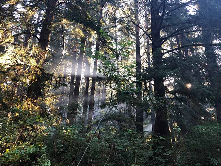 Forks, Washington: onde fica, clima, como chegar e passeios